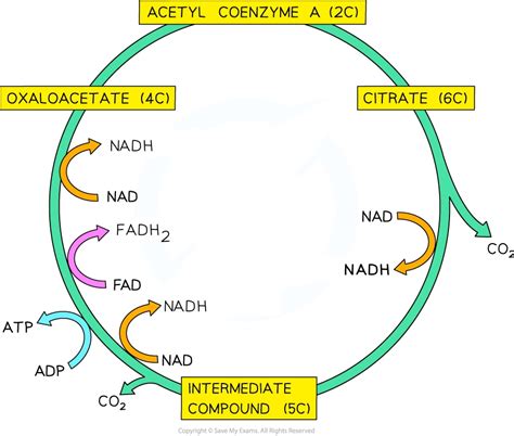 Krebs Cycle Enzyme Free Krebs Cycle May Have Been Key Step In Origin