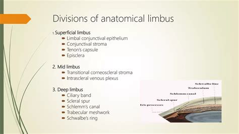 Anatomy Of Limbus Stem Cell Deficiencypptx