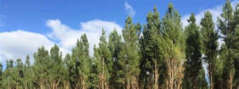 Tree Services WA Treeworks