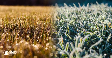 Should I Be Concerned About Dew And Frost Lawn Solutions Australia