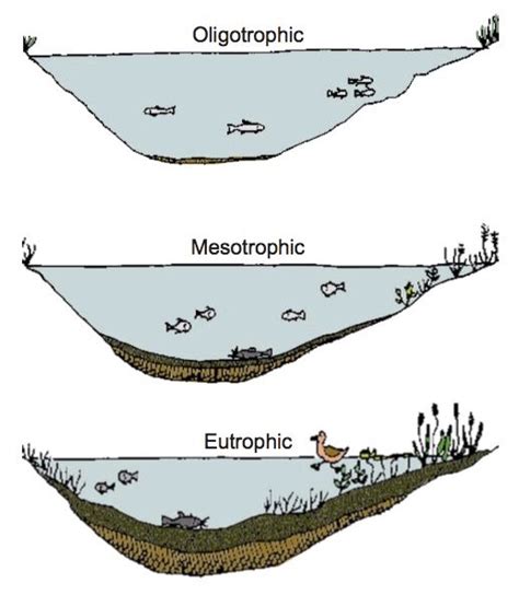 Oligotrophic Lake Species