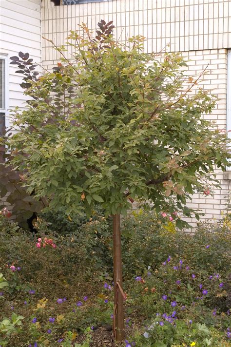Paperbark Maple — Marks Nursery
