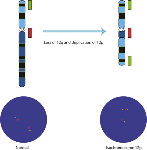 Molecular Pathology Of The Genitourinary Tract Molecular Pathology Of