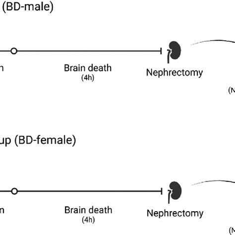 Experimental Timeline Male And Female Rats Were Submitted To Bd At