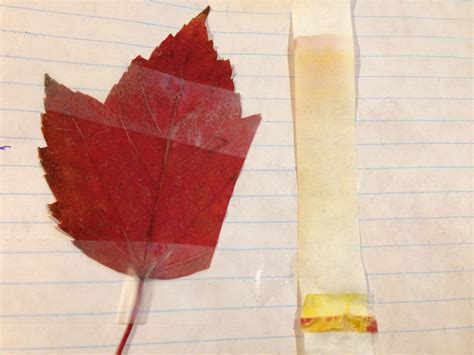 Leaf Chromatography Lab Questions At Maria Baum Blog