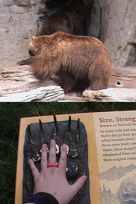 Grizzly Bear Paw Size
