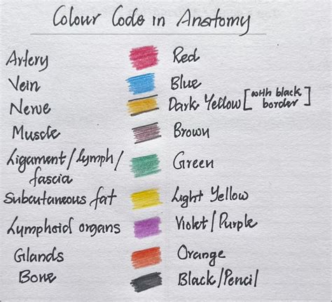 Colour Code Used In Anatomy While Schematic Representation Of Structures In 2025 Color