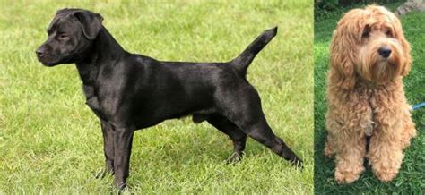 Patterdale Terrier Vs Cockapoo Breed Comparison