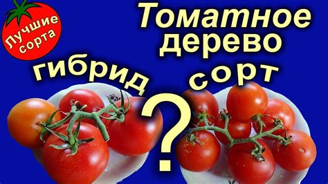 Томатное Дерево - ЧТО ЛУЧШЕ: Сорт или гибрид Спрут 1 - YouTube