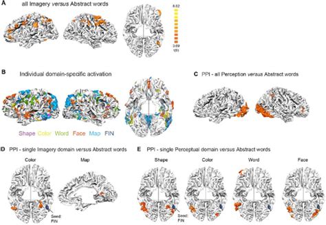 Brain Activation And Task Specific Functional Connectivity Of The Fin Download Scientific