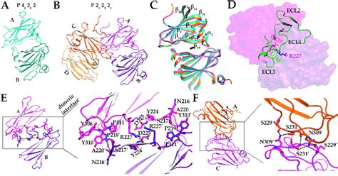 Homodimer Interfaces In Ccpe Structures A Chain A Cyan And B