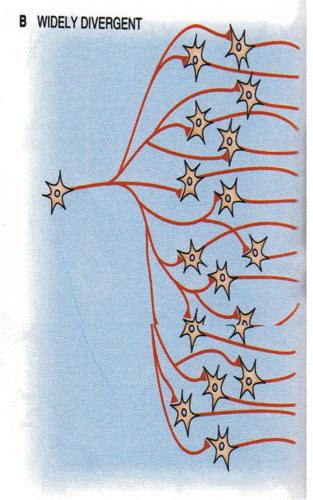 Ch 15 Hormones Ans And Diffuse Systems Flashcards Quizlet