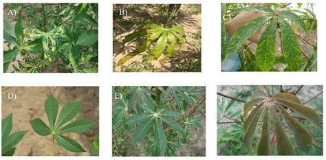 Image Of Cassava Leaves Representing Each Class From The Dataset