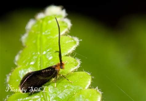 臺灣蛾訊 MOTHS of Taiwan 小翅蛾 Palaeomicroides sp 沒有曲管式口器的另一種蛾