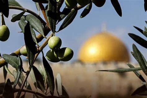 حكايــة غصن الزيتـــون جريدة الوطن