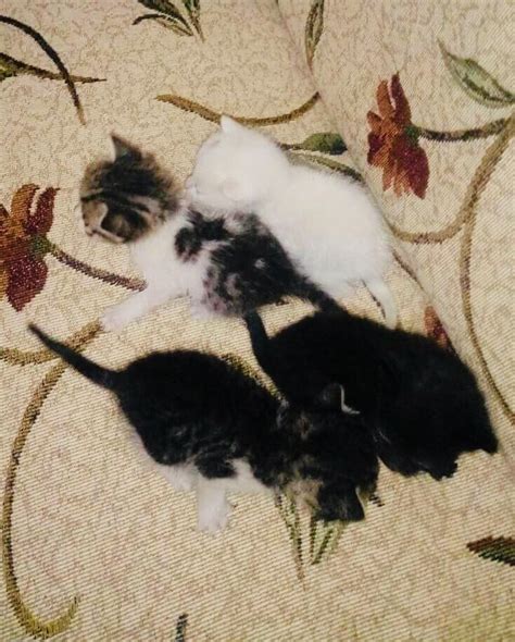 თბილისში ოთხ ახალშობილ კნუტს დედა მოუკლეს • კრიმინალი • ცხოველთა დაცვა • Netgazeti Ge