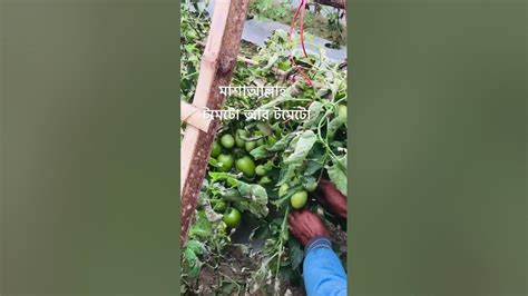 মাশাআল্লাহ কি সুন্দর টমেটো🌱🌱🇧🇩 ️ Youtube
