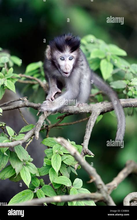 Long Tailed Macaque Macaca Fascicularis Single Youngster On Branch