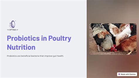 Ppt Probiotics In Poultry Nutrition Powerpoint Presentation Free Download Id13608278