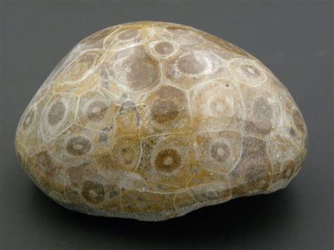 Fossilized Coral Properties Formation Geology Science