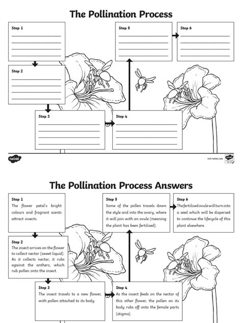 The Pollination Process Activity Sheet Pdf Pdf Flowers Pollination