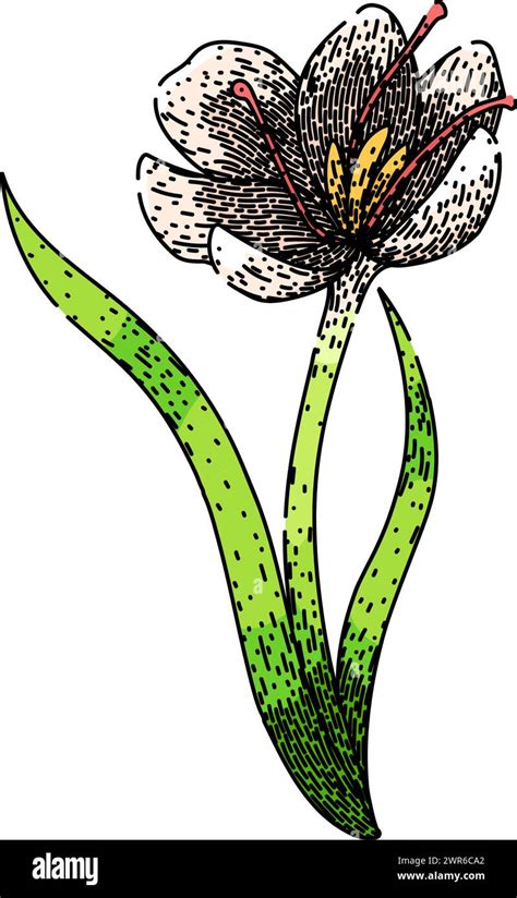 Early Crocus Sketch Hand Drawn Vector Stock Vector Image And Art Alamy