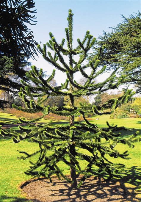 Why Is A Monkey Tree Called A Monkey Tree