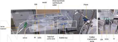 A The Experimental System The Pulse Duplicator Is Seen On The Right Download Scientific