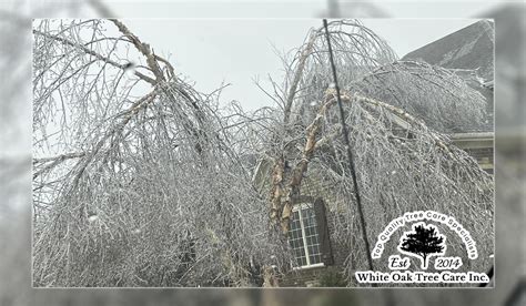 Important Tips For Getting Your Trees Ready For Winter