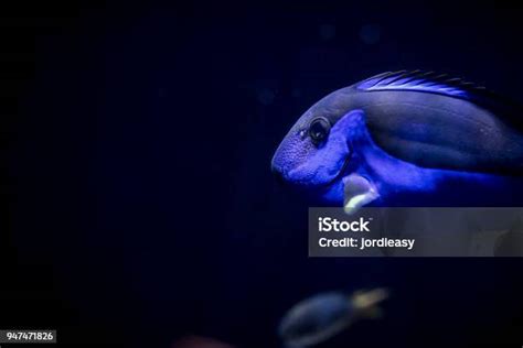 로얄 블루 탕 열 대 물고기는 어두운 파란색 물고기 탱크에 수영 물에 대한 스톡 사진 및 기타 이미지 물 물고기 바다 Istock