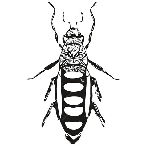 Bug Vector Ilustración Línea Arte Dibujo Blanco Y Negro Bugs Vector