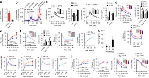 The Phenotype Of Gipr − − βcell Mice A Gipr Expression In Mouse Download Scientific Diagram