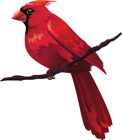 Red Bird On Tree Branch Vectors Images Graphic Art Designs In Editable