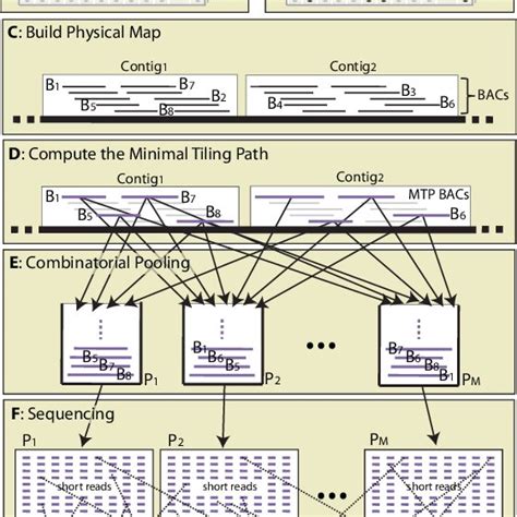 Proposed Sequencing Protocol See Text For Details Download