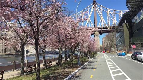 Cherry Blossom Trees Roosevelt Island At Jett Tishler Blog