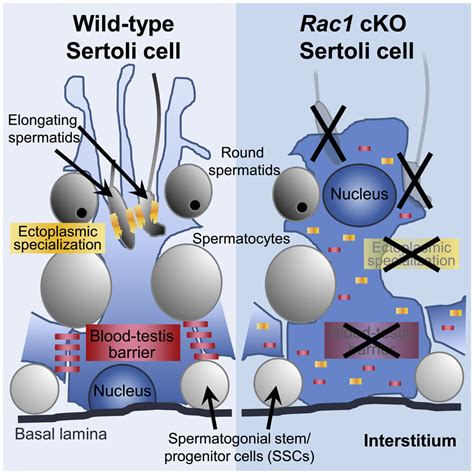 Distinct Roles For Rac1 In Sertoli Cell Function During Testicular