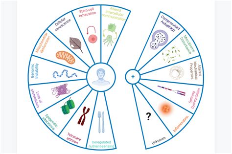 The 2022 “new Hallmarks Of Ageing” Research Symposium Aging Aging Us Research