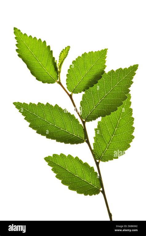 Vertical Macro Shot Tree Cut Out Stock Images And Pictures Alamy