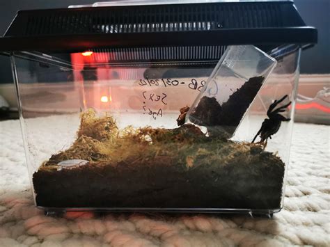 Green Bottle Blue Tarantula Enclosure