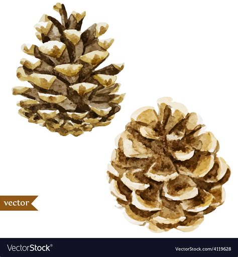 Pine Cone Royalty Free Vector Image VectorStock