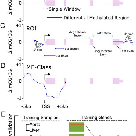 Models Of Dna Methylation And Validation Framework For Predicting