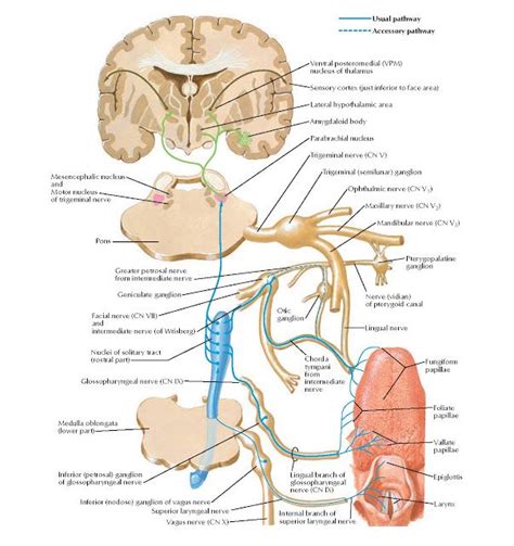 Trigeminal Nerve Netter
