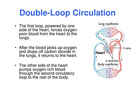 PPT Circulatory And Respiratory Systems PowerPoint Presentation Free Download ID