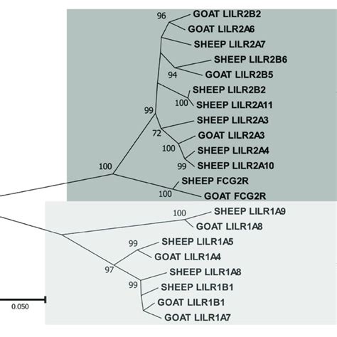 Phylogenetic Relationships Of Goat And Sheep Lilr Nucleotide Coding Download Scientific