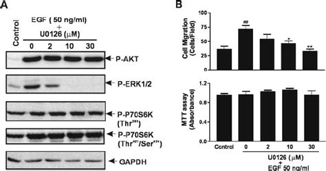 Mitogen Activated Protein Kinase MAPK Inhibitor U0126 Attenuated