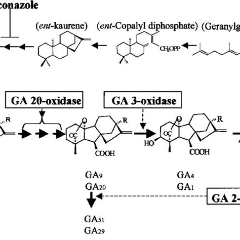 Gibberellin Biosynthetic Pathway In Higher Plants Download Scientific Diagram