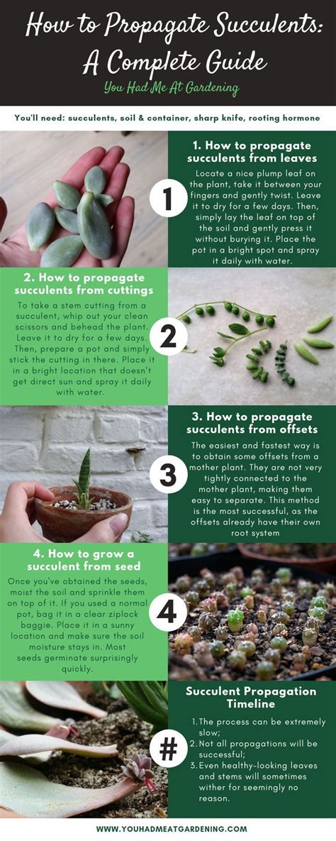 Heres An Infographic On How To Propagate Succulents From