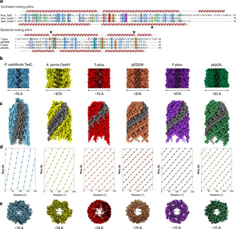Comparison Of Archaeal And Bacterial Conjugative Pili A Sequence Download Scientific Diagram