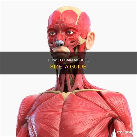 How To Gain Muscle Size A Guide Cyvigor