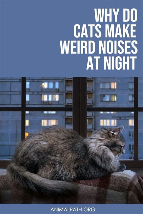 Why Do Cats Make Weird Noises At Night Cats Cat Training Cat Behavior